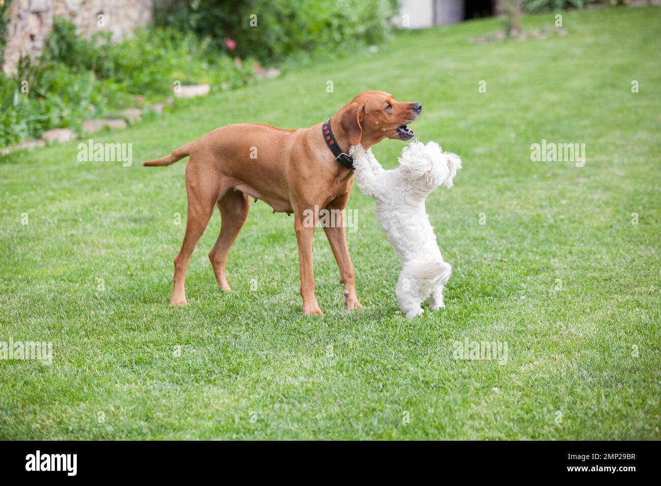 Big rhodesian ridgeback playing with small maltese dog in the garden ...