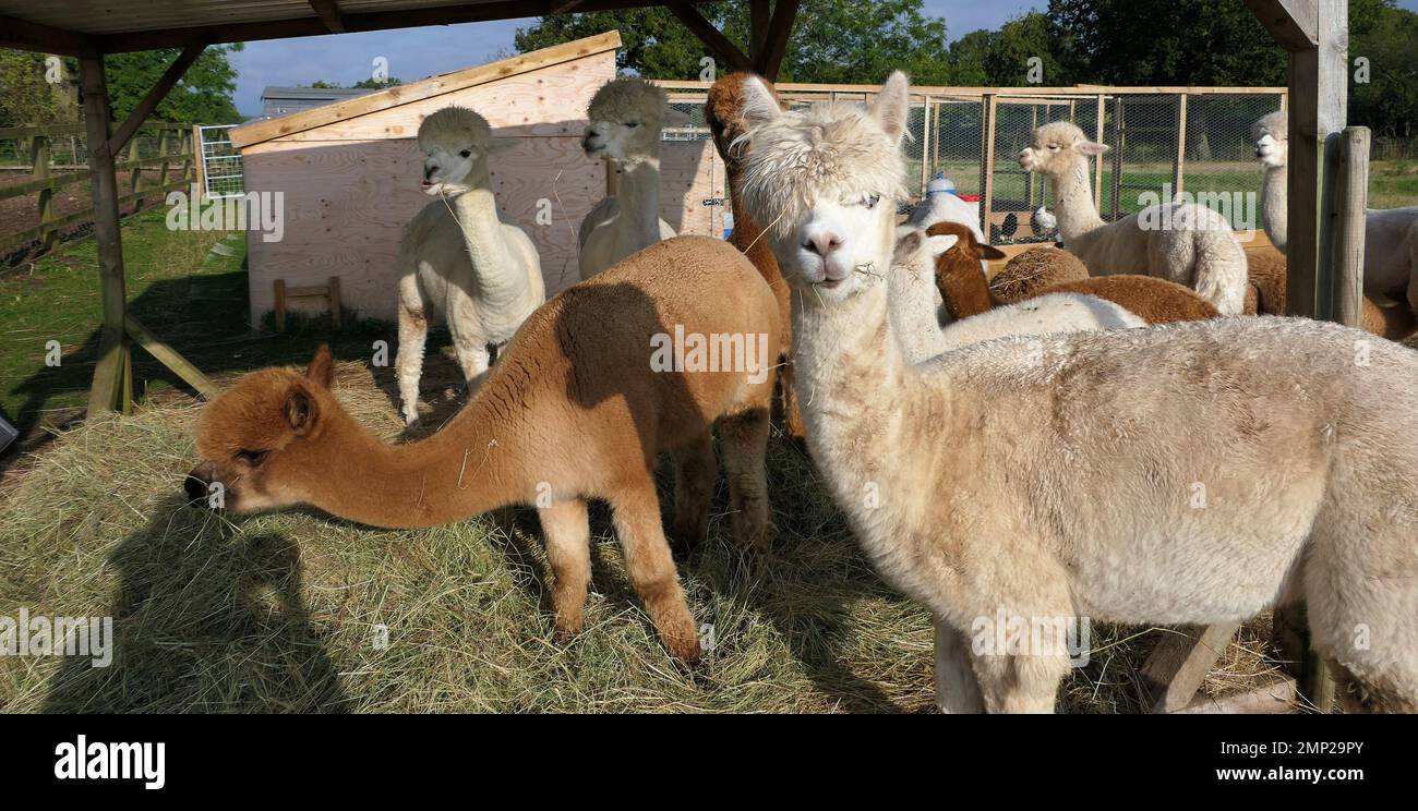 UK farming Farmer for a day Stock Photo - Alamy