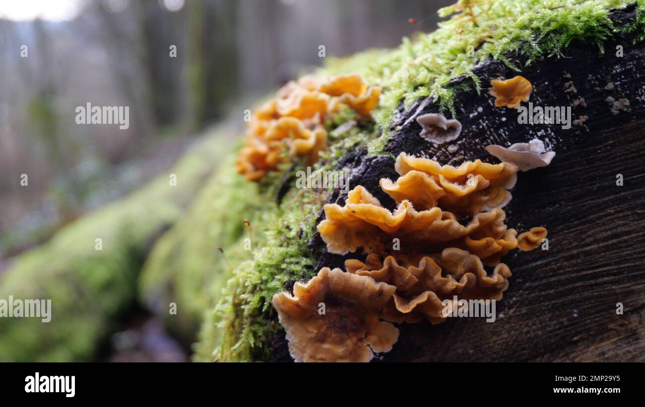 Pilz auf baum hi-res stock photography and images - Alamy
