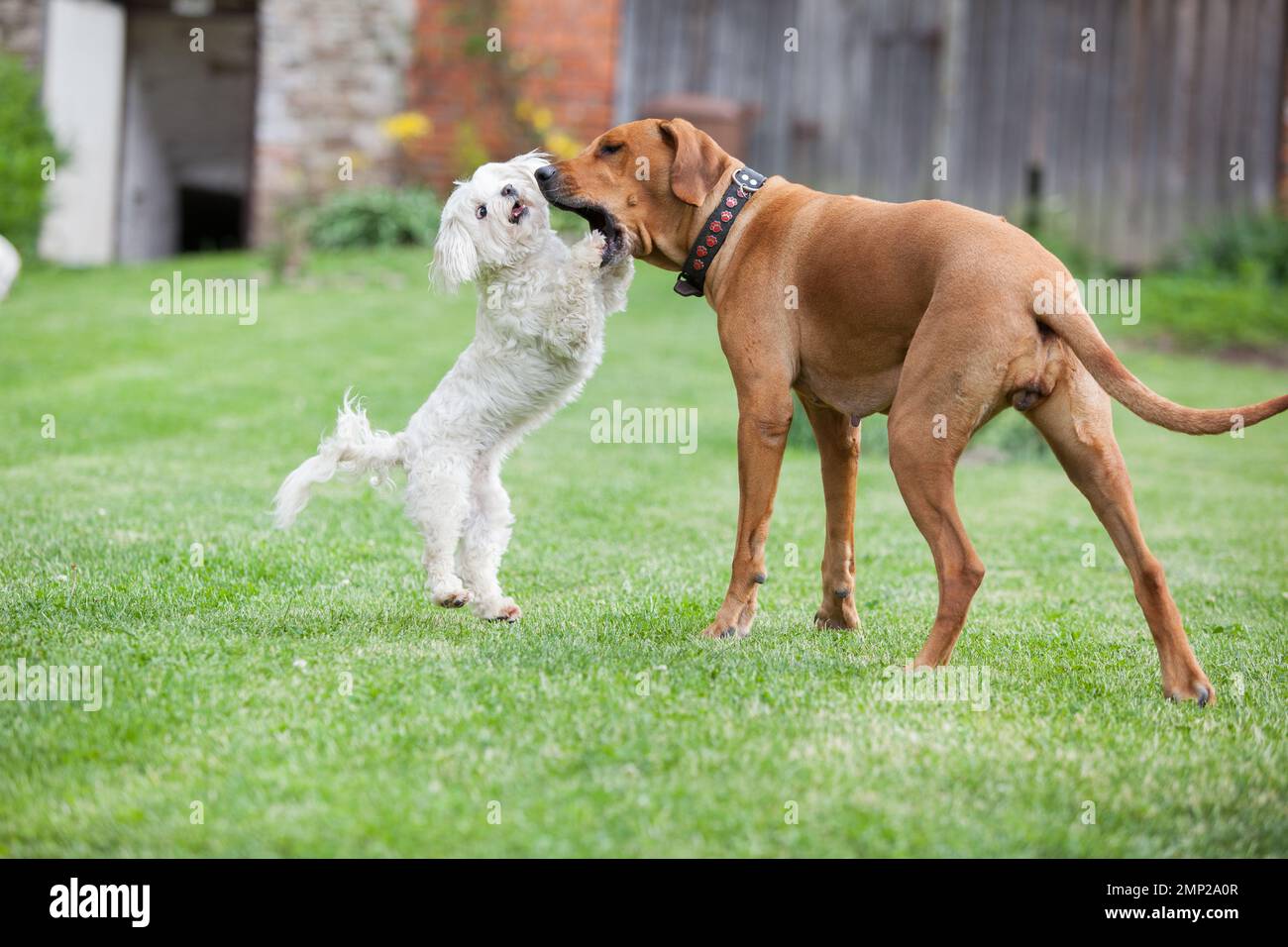 Big rhodesian ridgeback playing with small maltese dog in the garden ...