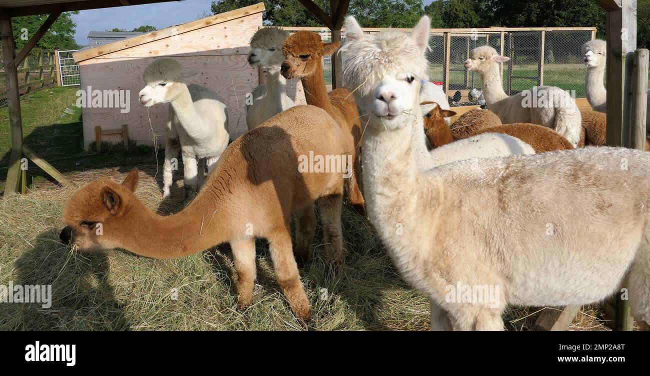 UK farming Farmer for a day Stock Photo - Alamy