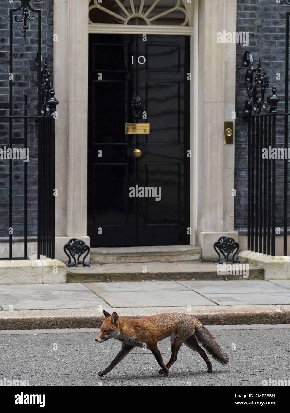 An urban fox passes the door to 10 Downing Street, London, ahead of ...