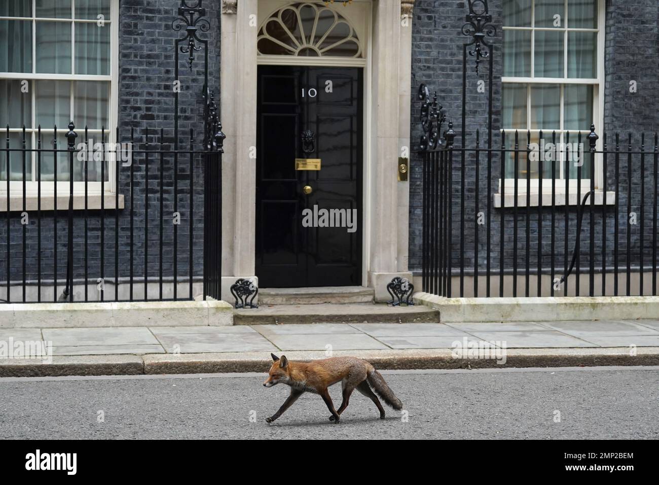 An urban fox passes the door to 10 Downing Street, London, ahead of ...