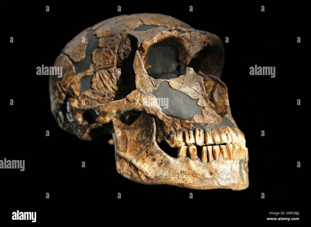 Cast of the La Ferrassie 1 skull (Homo neanderthalensis), a classic ...
