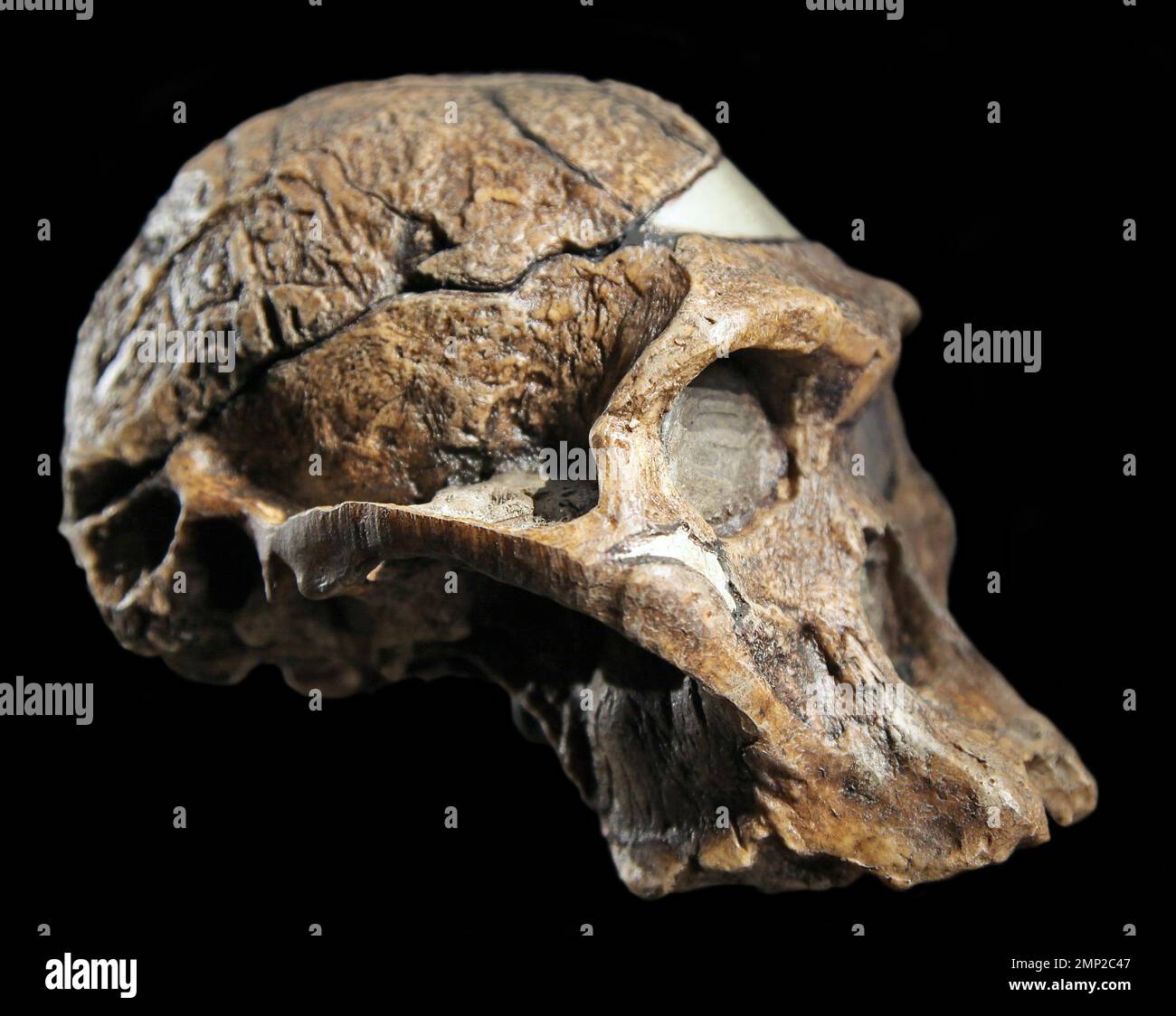 Cast of the STS 5 skull, famously known as Mrs. Ples, an ...