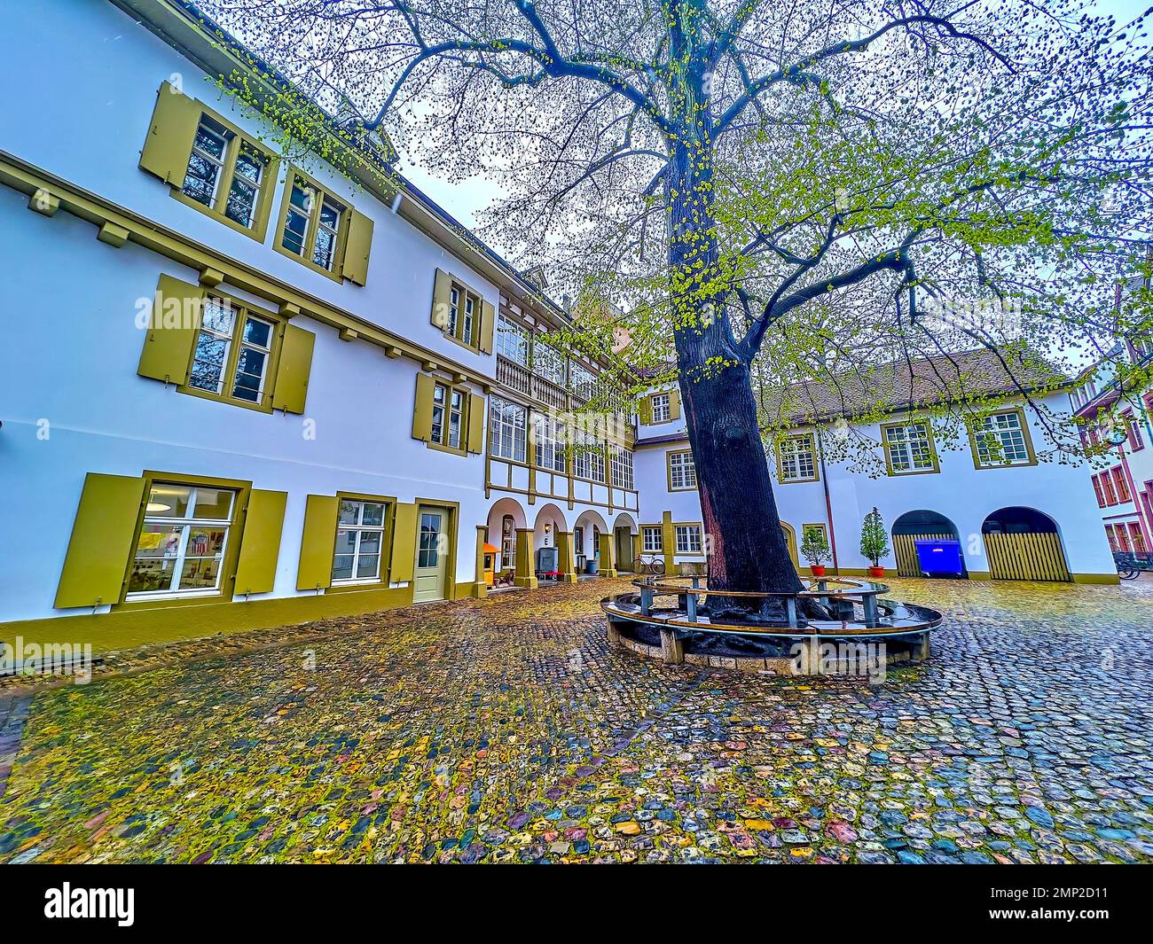 The lush tree in the courtyard of Museum of Cultures Basel, Switzerland ...