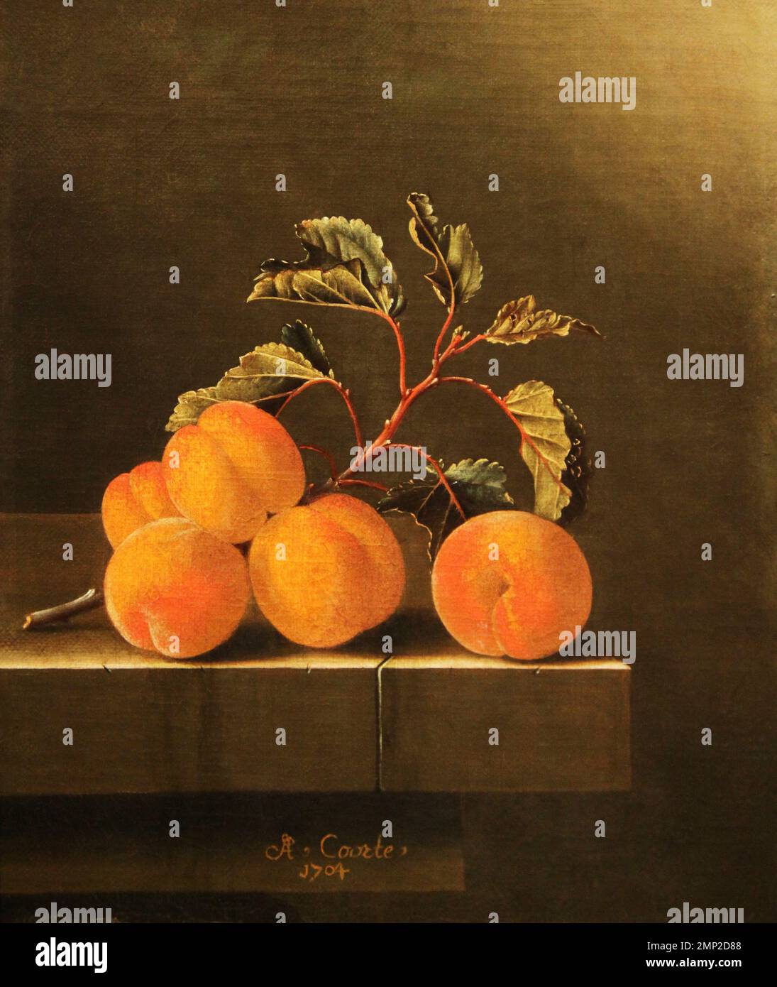 Adriaen Coorte.Still life with five apricots (1704) by Adriaen Coorte ...