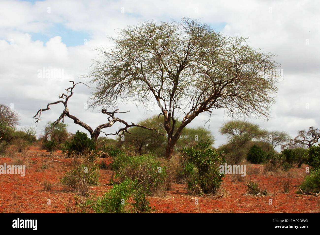 Australian outback landscape Stock Photo - Alamy