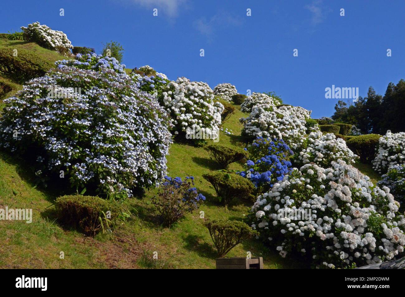 Portugal, Azores Islands, Sao Miguel, Pico do Ferro: display of ...
