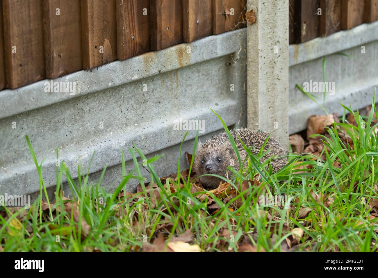 European hedgehog Erinaceus europaeus adult next to a concrete based ...