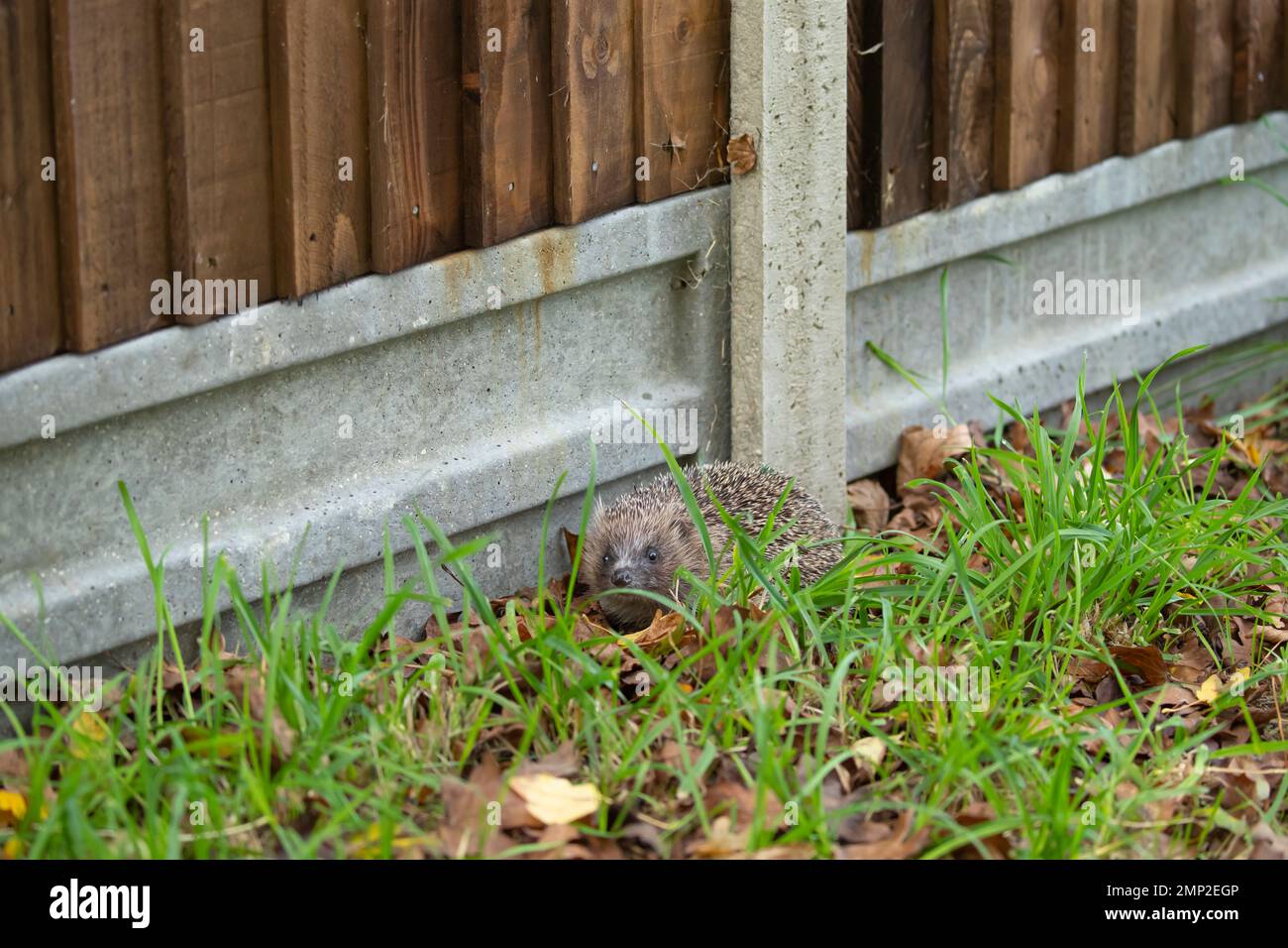 European hedgehog Erinaceus europaeus adult next to a concrete based ...