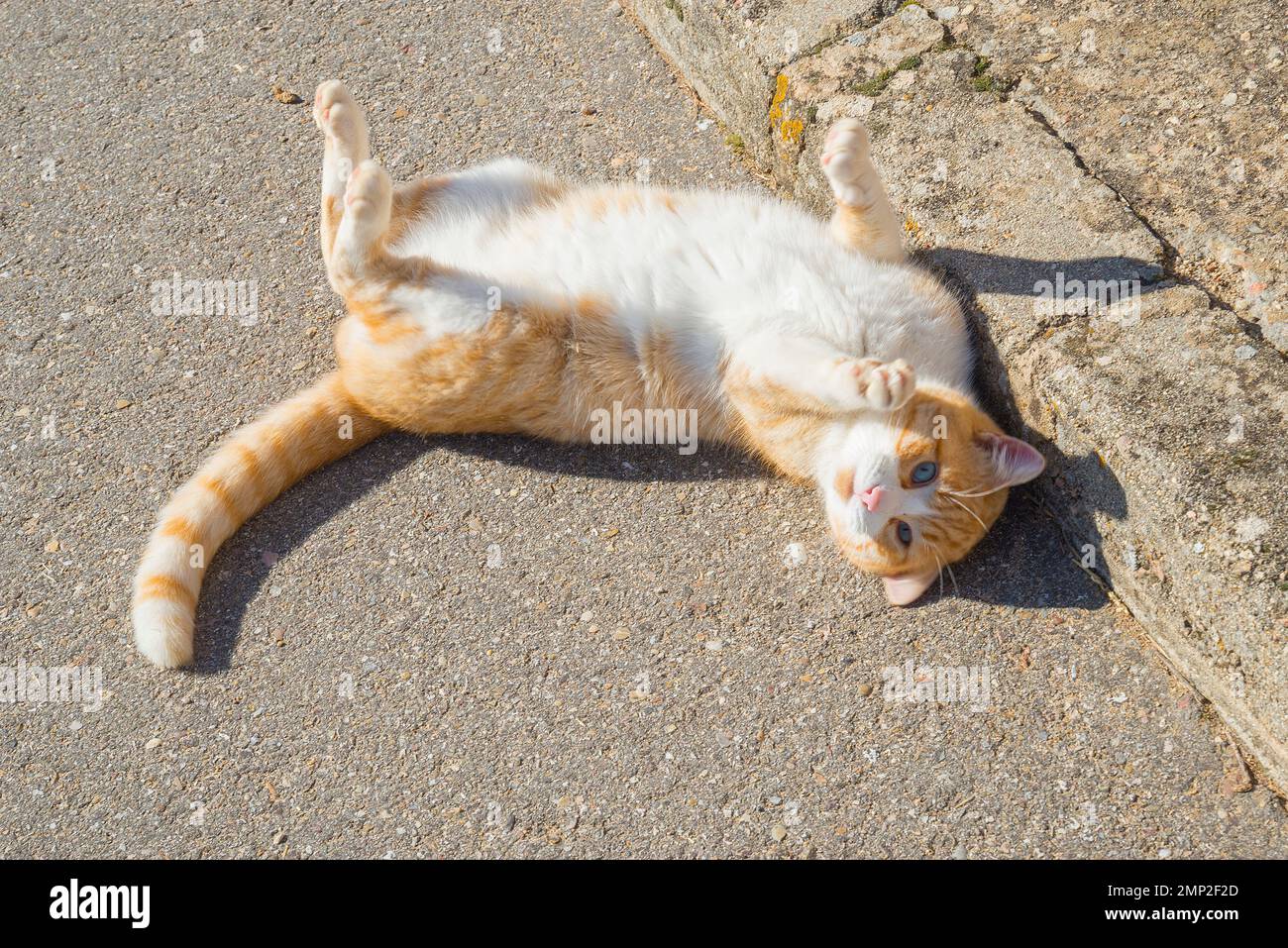 Turtle cat hi-res stock photography and images - Alamy