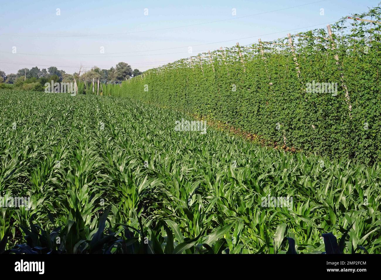 Hop growing areas hi-res stock photography and images - Alamy