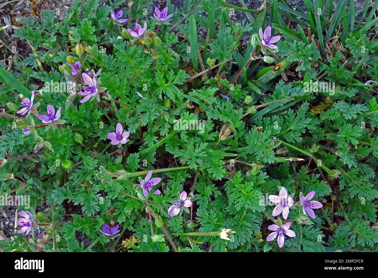 Flowers of Common Stork's Bill (Erodium cicutarium) in Lower Bavaria ...