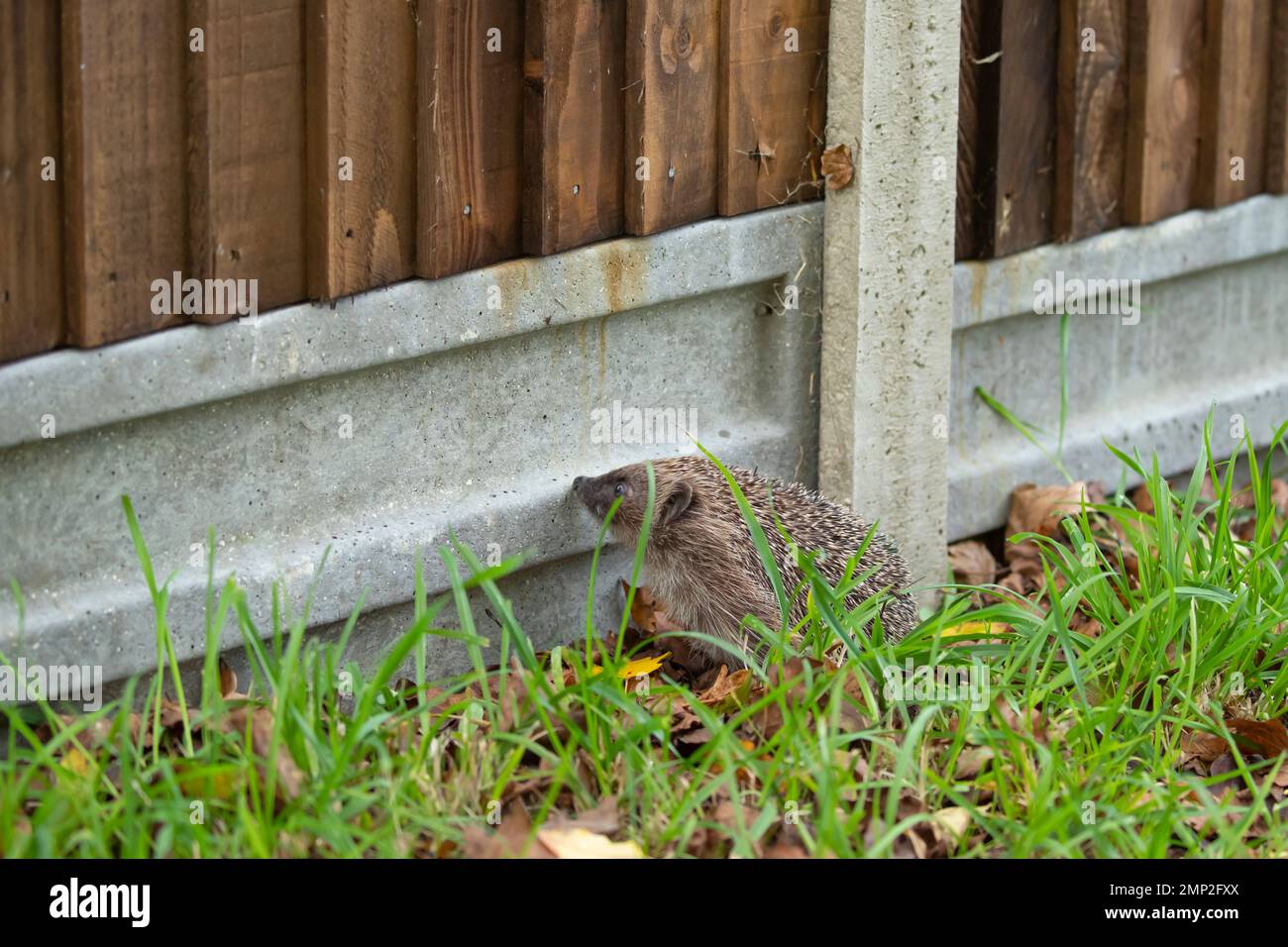 European hedgehog Erinaceus europaeus adult next to a concrete based ...