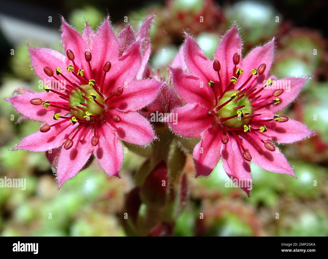 Flowers of Cobweb Houseleek (Sempervivum arachnoideum Stock Photo - Alamy