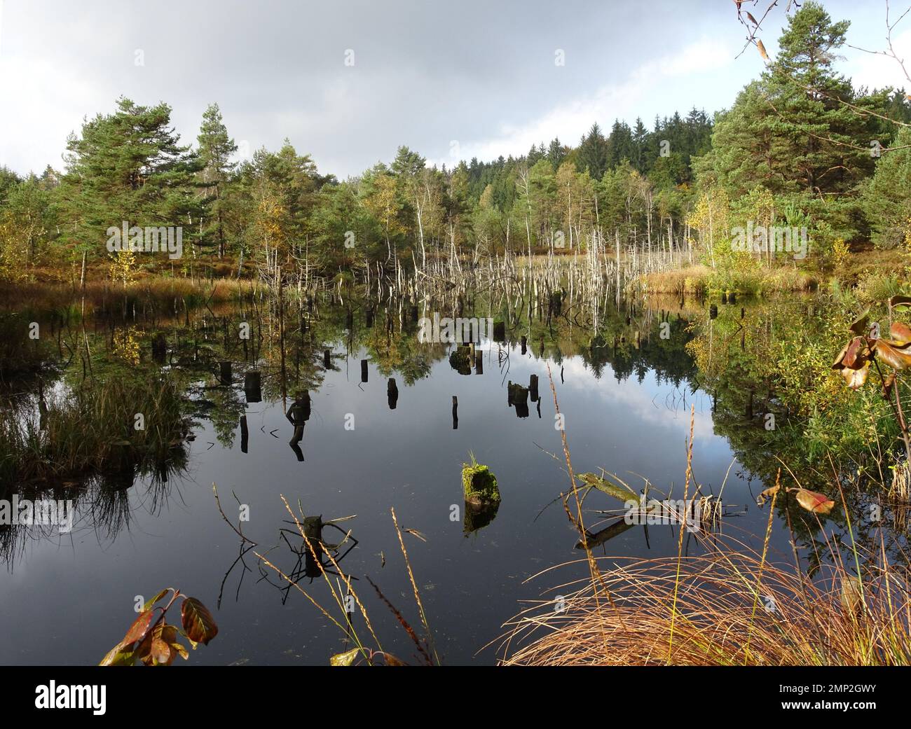 Ecological habitats hi-res stock photography and images - Alamy