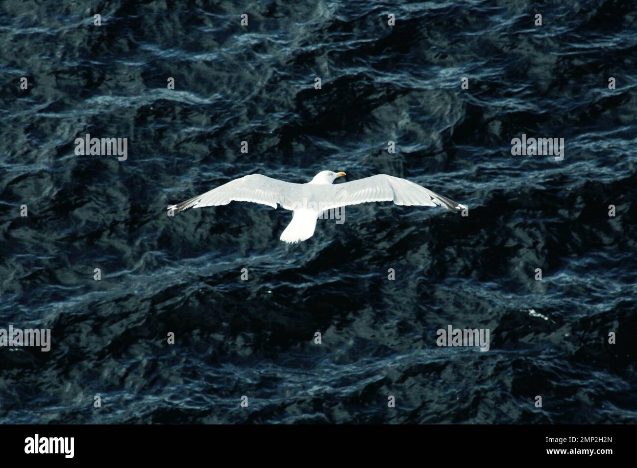 Seagull flies over beach hi-res stock photography and images - Alamy