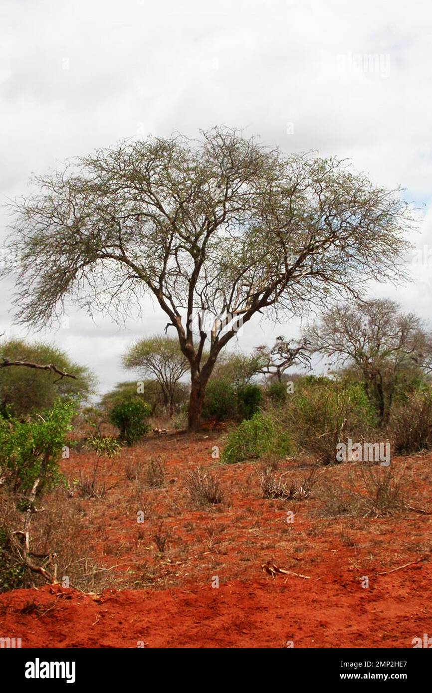 Australian outback landscape Stock Photo - Alamy