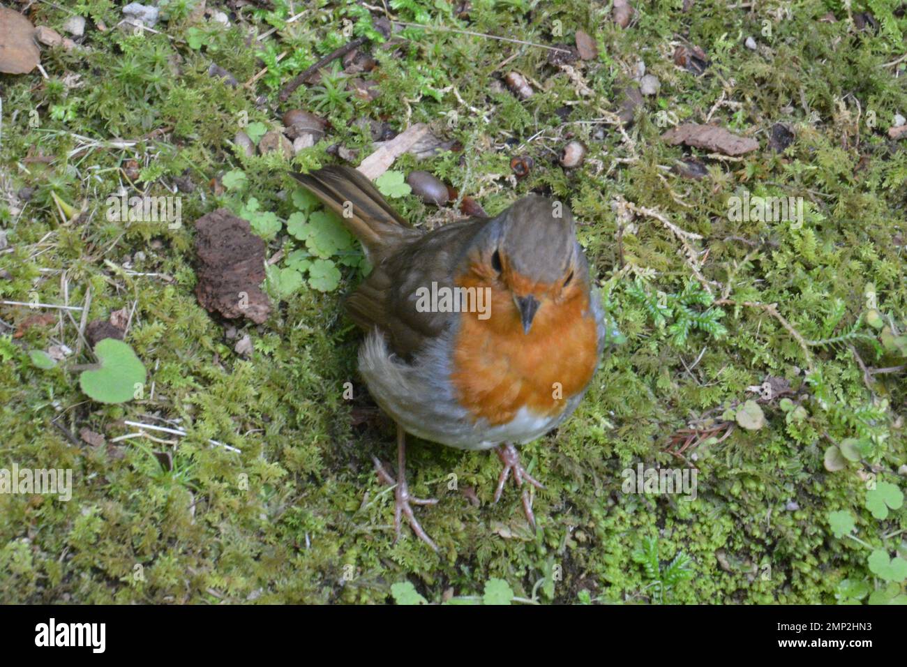 Azores fauna hi-res stock photography and images - Alamy