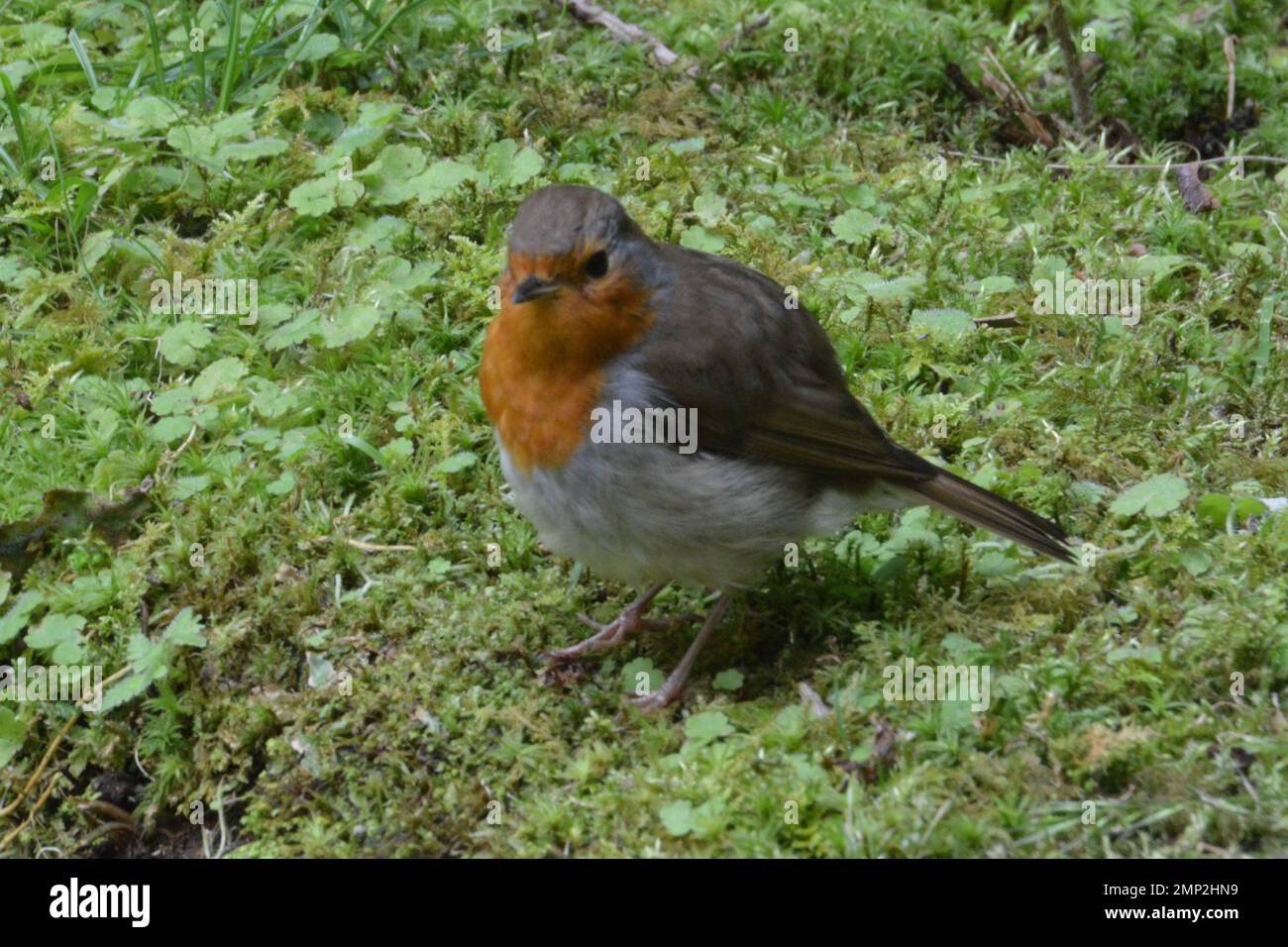 Azores fauna hi-res stock photography and images - Alamy
