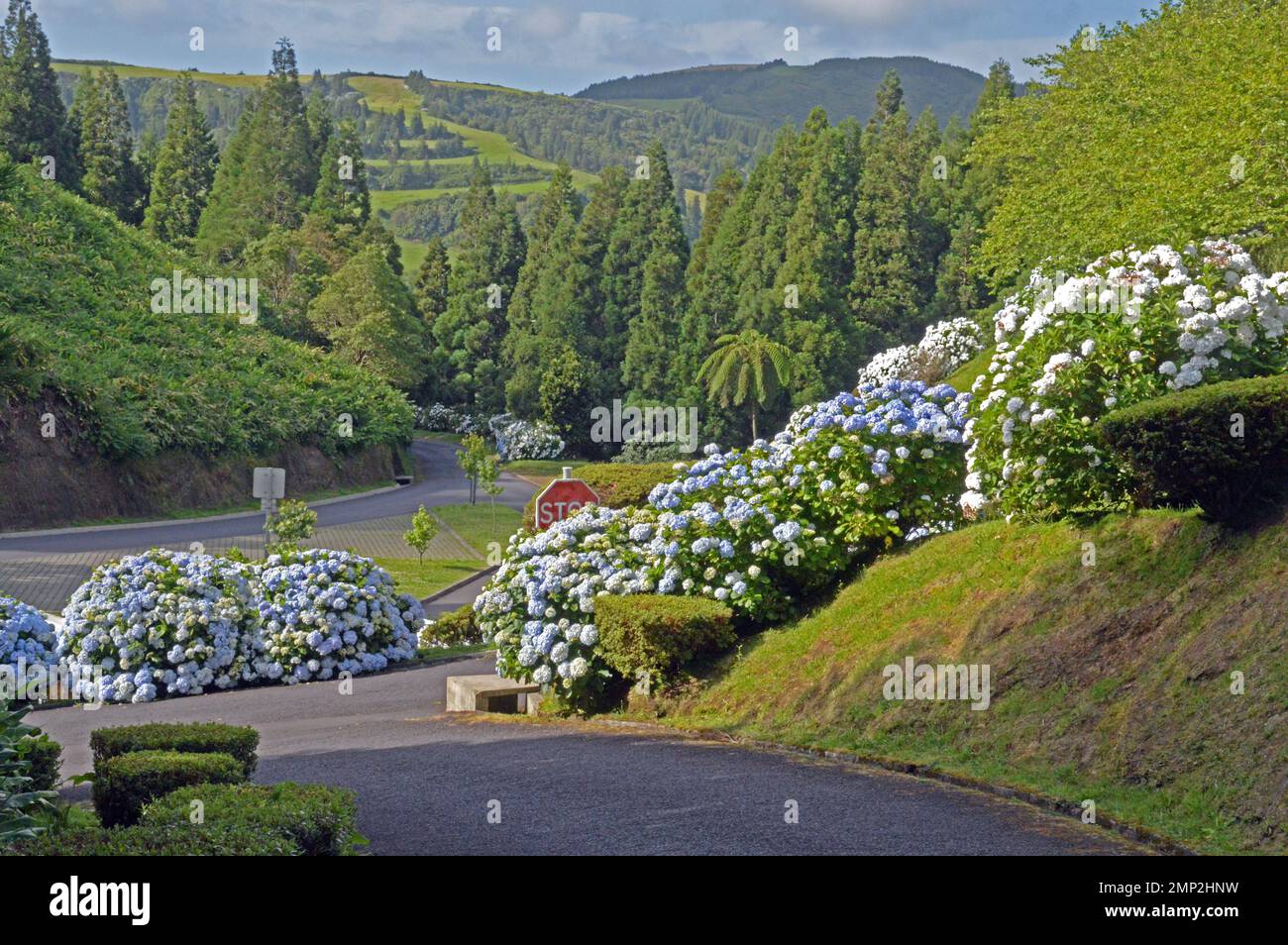 Portugal, Azores Islands, Sao Miguel, Pico do Ferro: display of ...