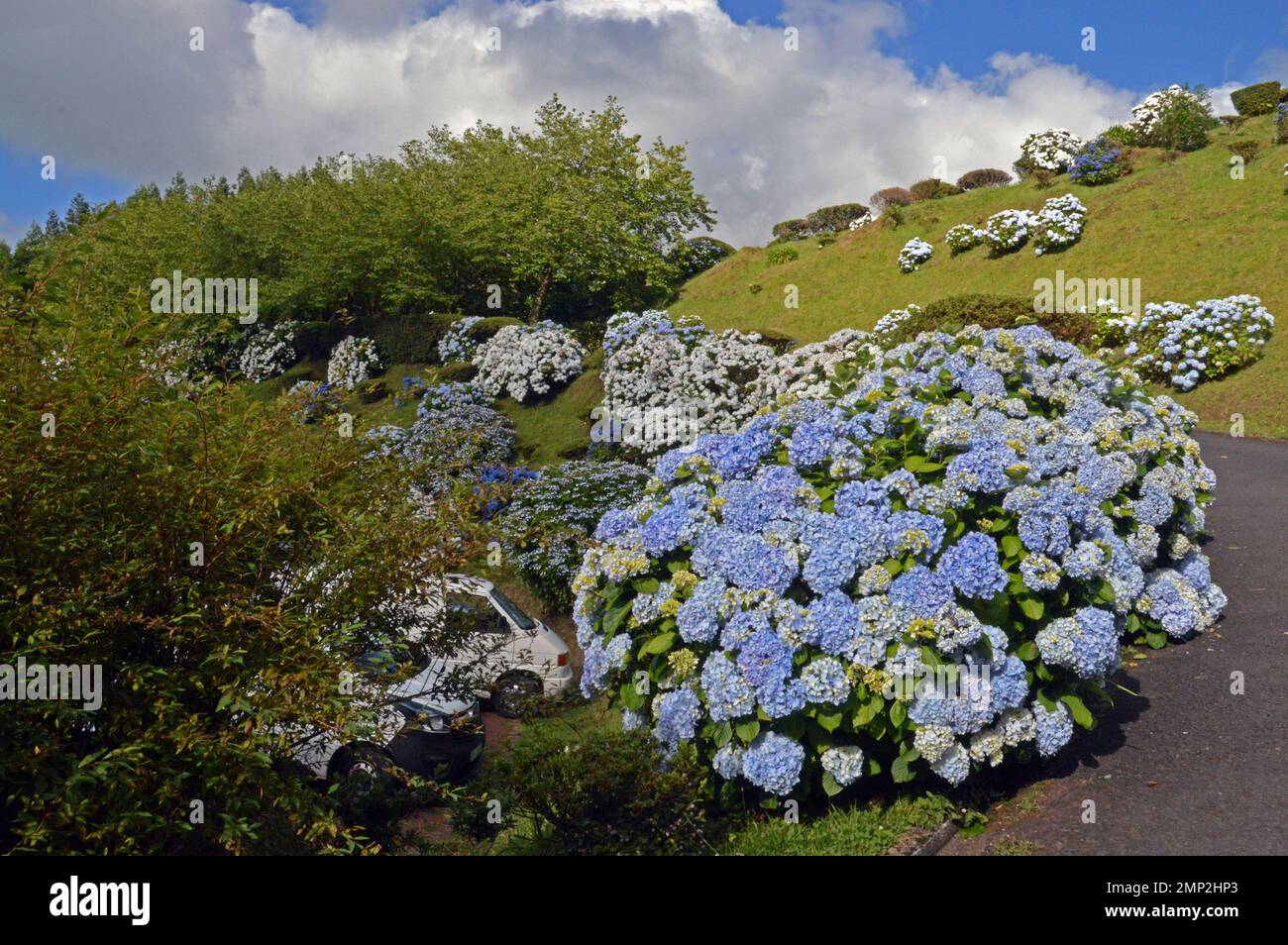 Portugal, Azores Islands, Sao Miguel, Pico do Ferro: display of ...