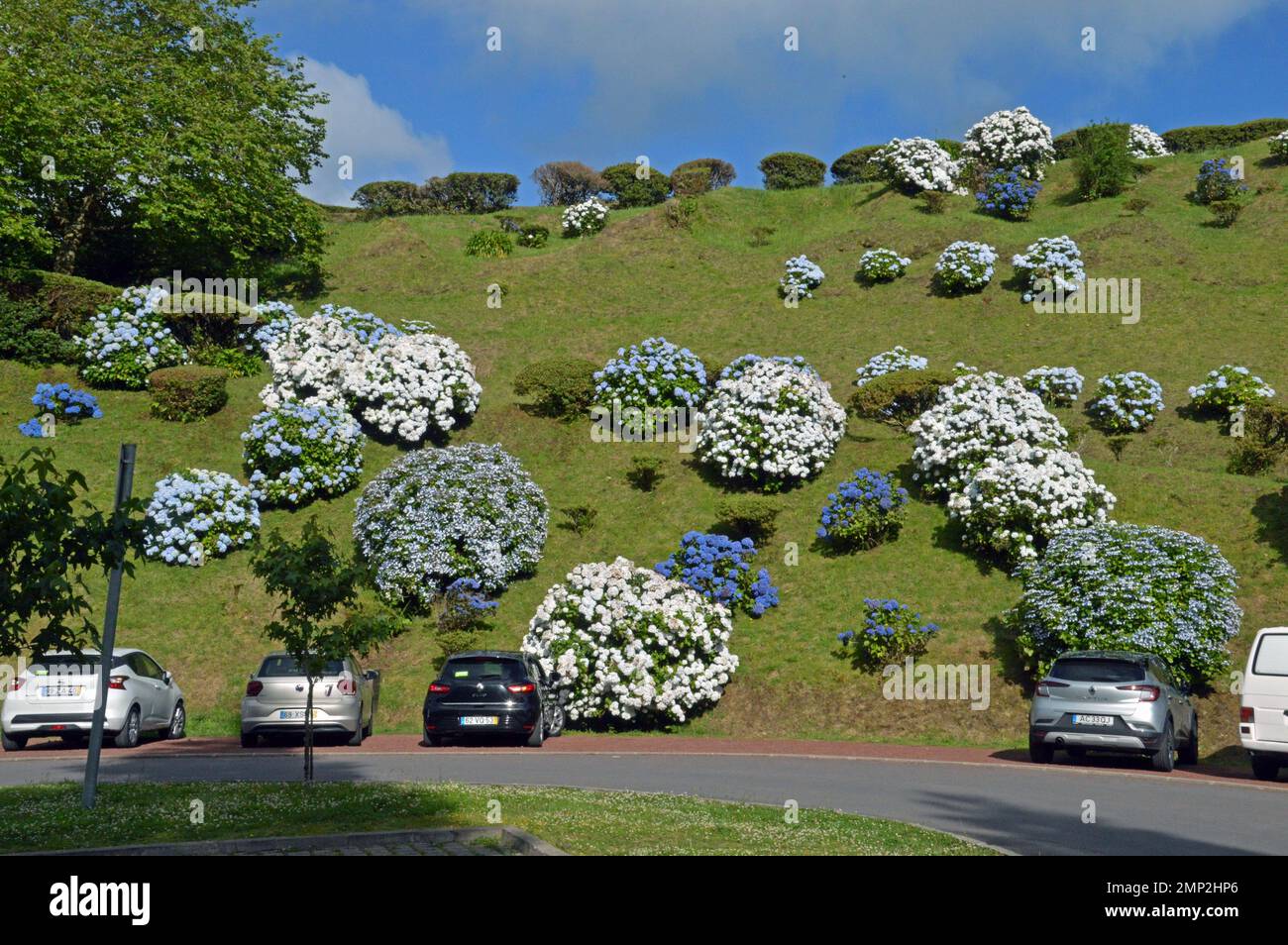 Portugal, Azores Islands, Sao Miguel, Pico do Ferro: display of ...