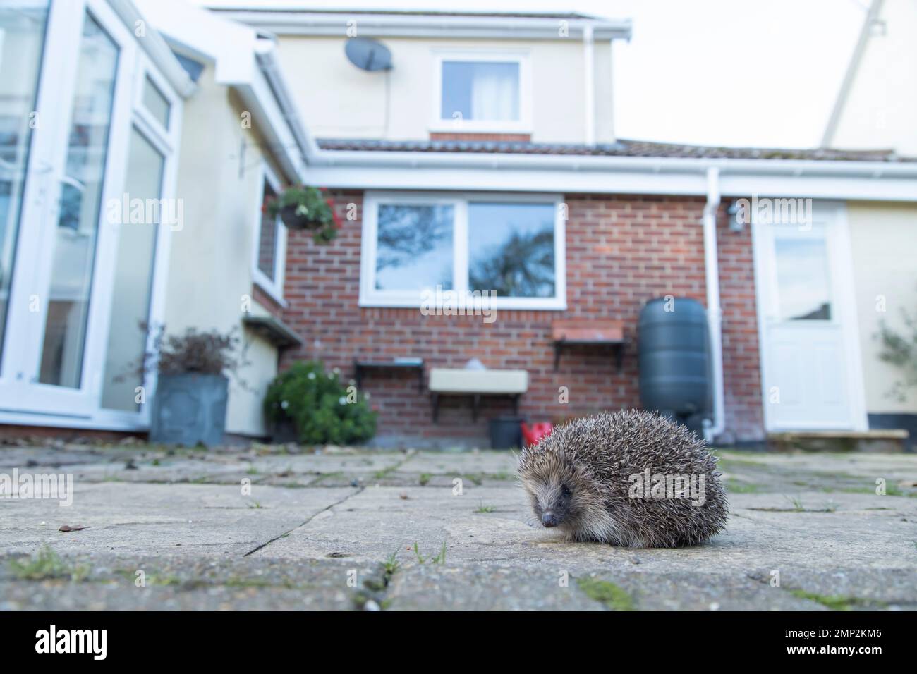 Hedgehog house with bricks hi-res stock photography and images - Alamy