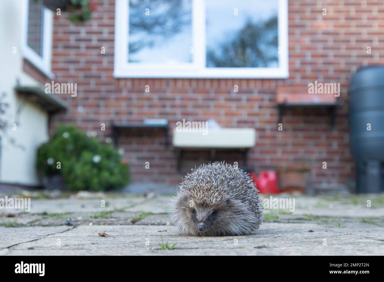 Hedgehog house with bricks hi-res stock photography and images - Alamy