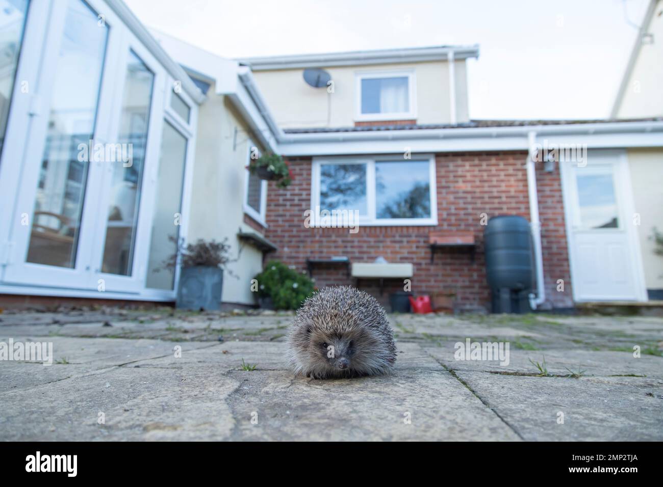 Hedgehog house with bricks hi-res stock photography and images - Alamy