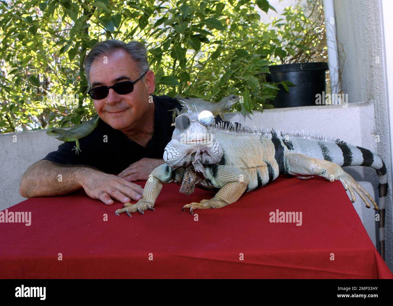 Henry lizardlover hi-res stock photography and images - Alamy