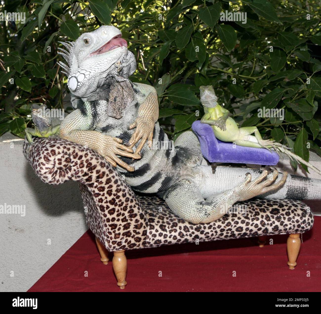 Henry lizardlover hi-res stock photography and images - Alamy