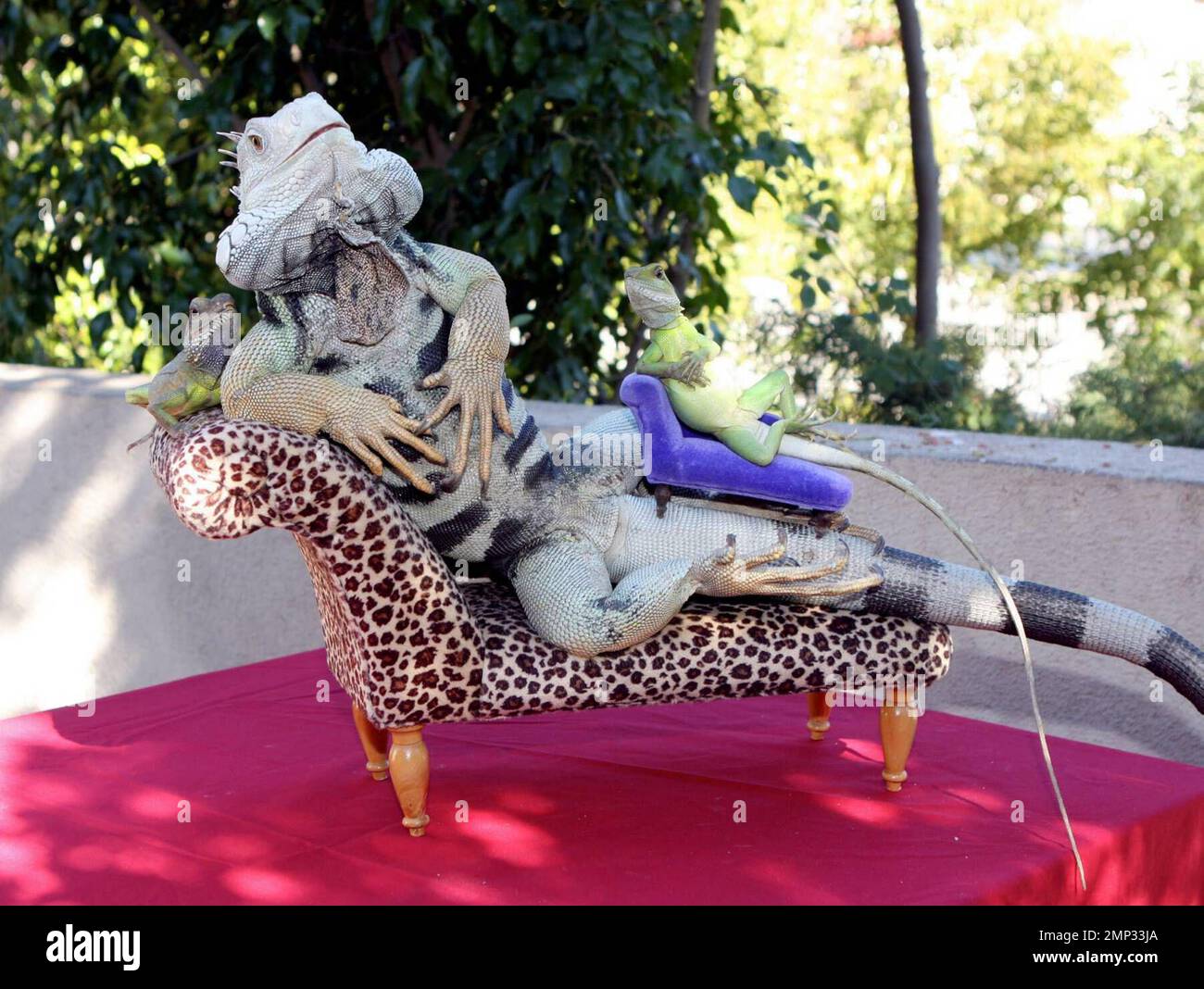 Exclusive!! Henry Lizardlover snuggles up with some of his lizard ...