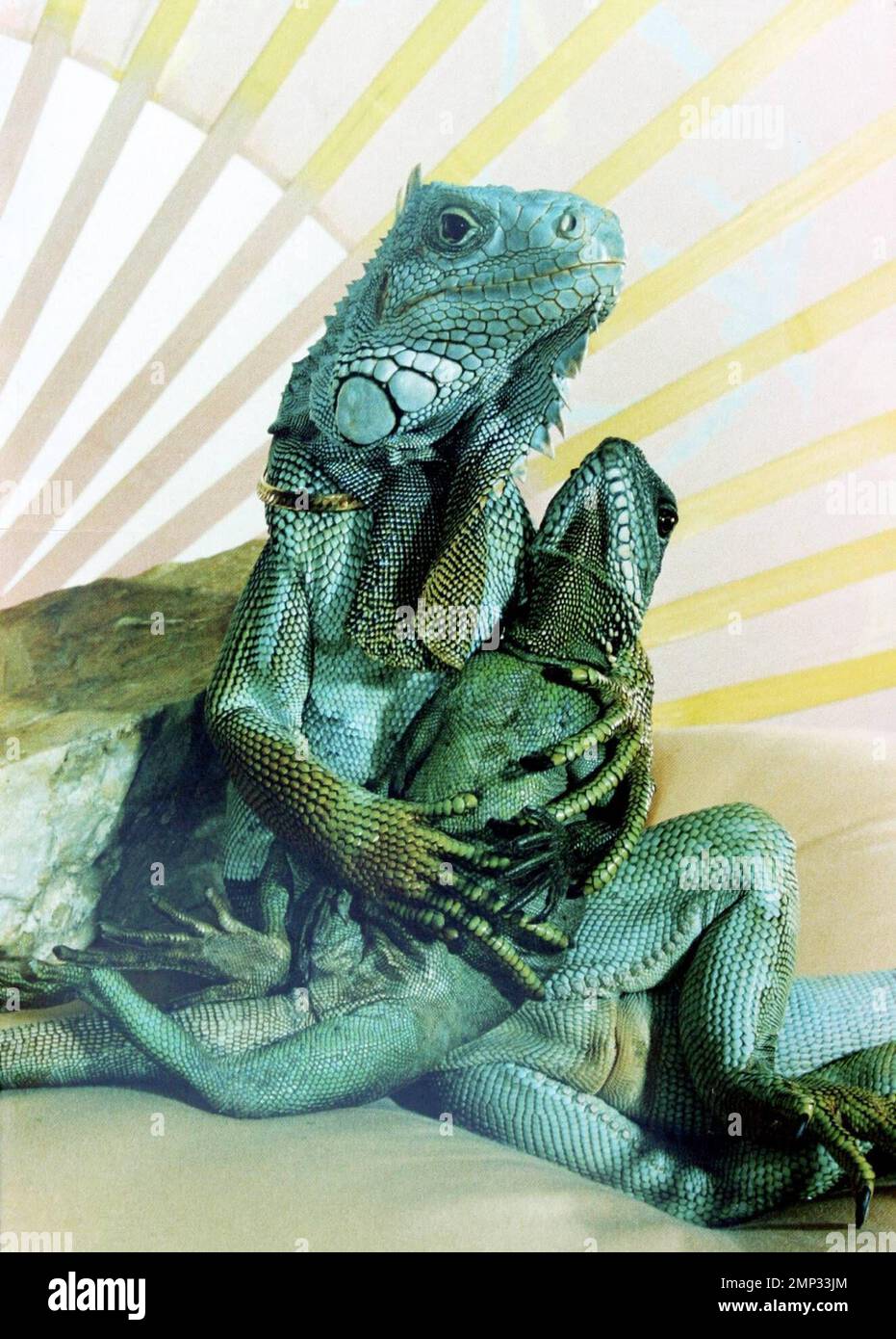 Exclusive!! Henry Lizardlover snuggles up with some of his lizard ...
