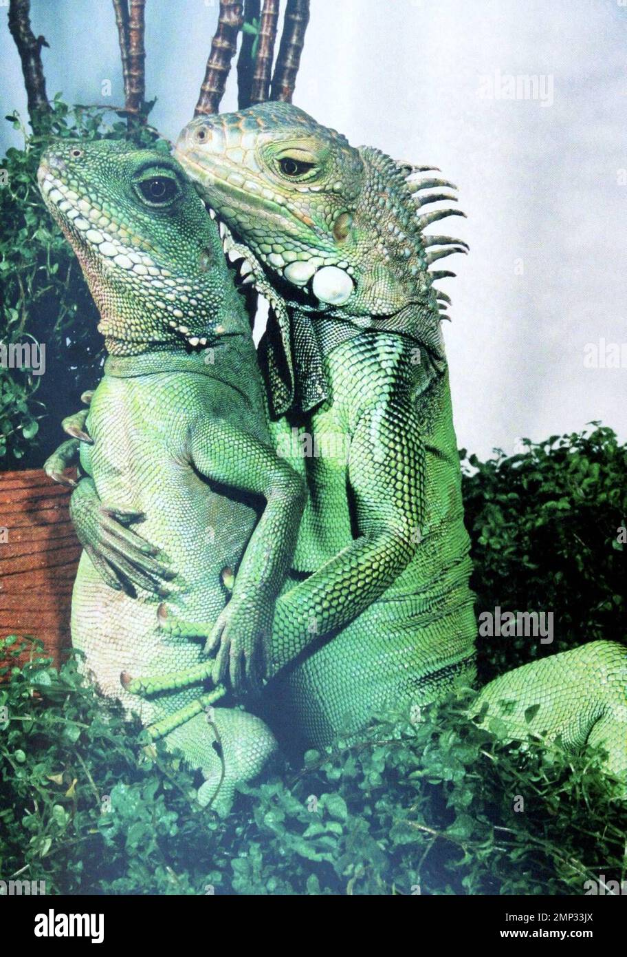 Exclusive!! Henry Lizardlover snuggles up with some of his lizard ...