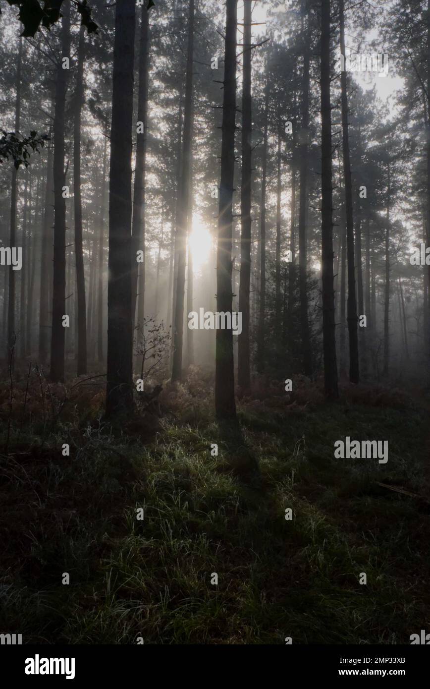 Sun glowing through pine trees in a foggy wood Stock Photo - Alamy