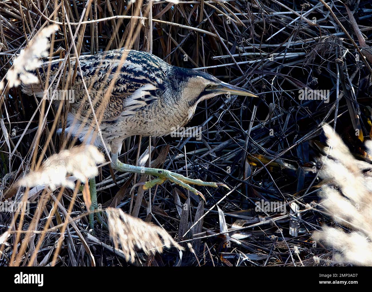 Bittern (Botaurus stellaris) among the reed beds, seen from the Bittern ...