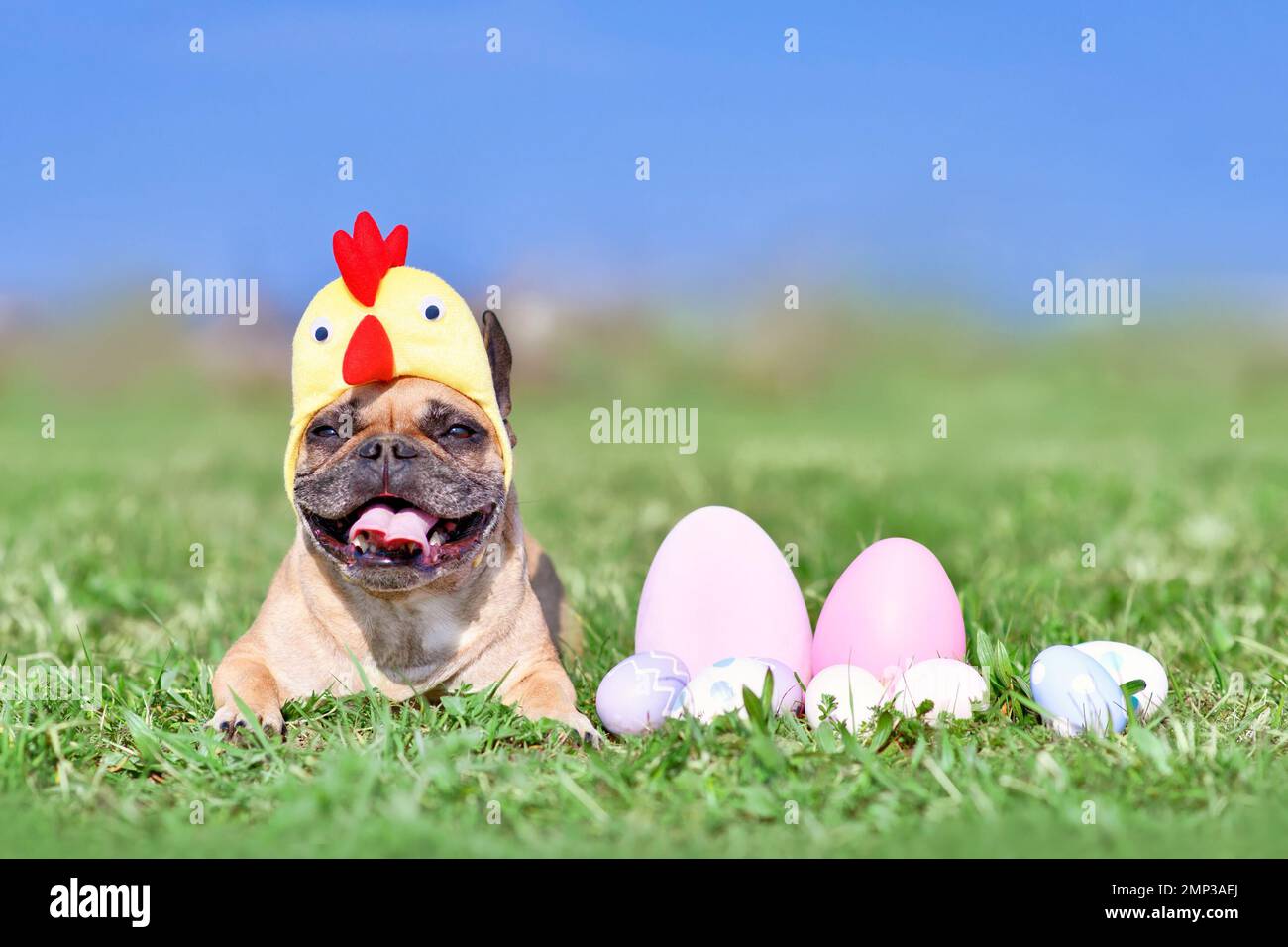 Cute French Bulldog dog with chicken costume hat next to easter eggs ...