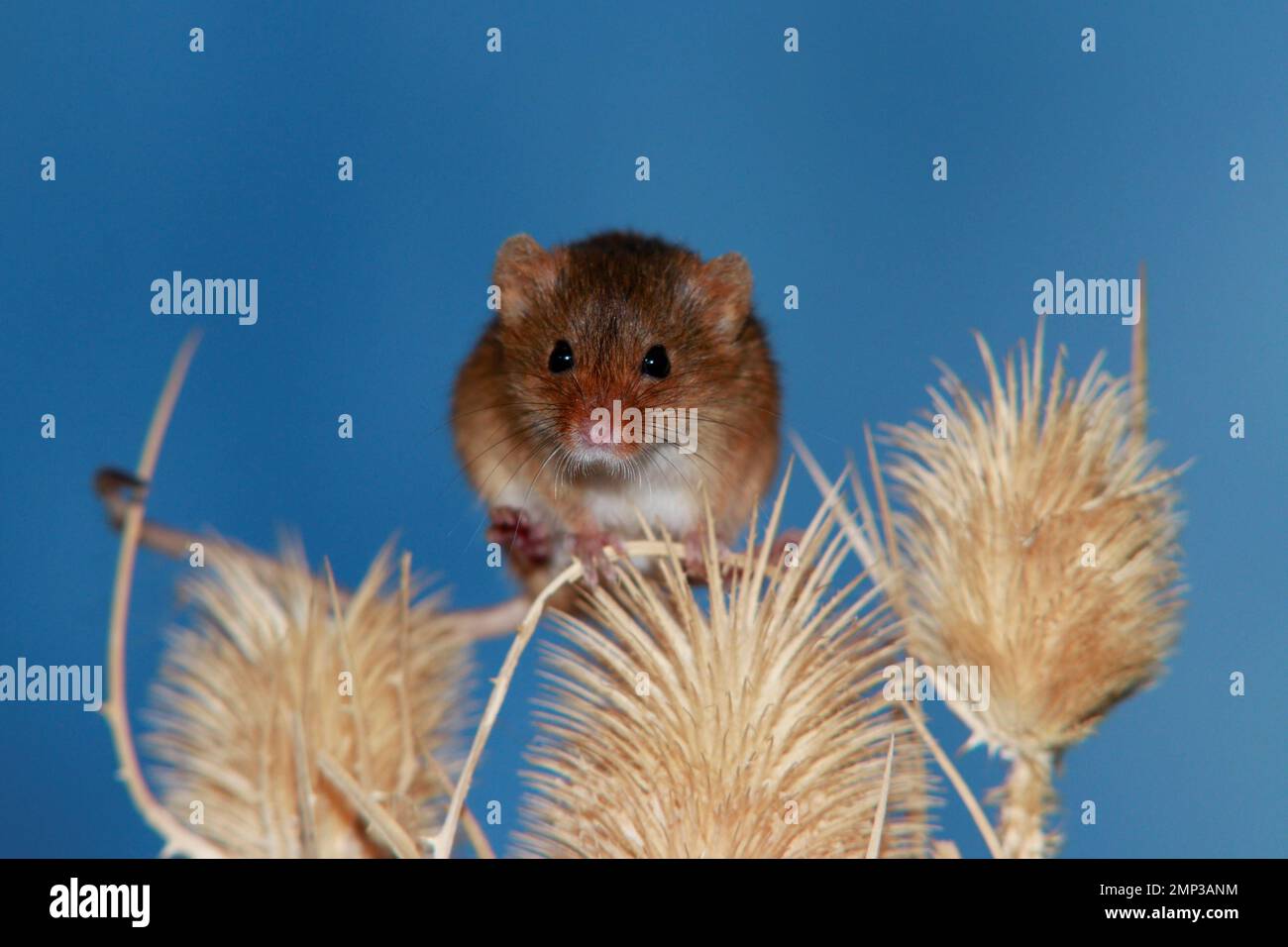 Harvest mouse uk summer hi-res stock photography and images - Alamy