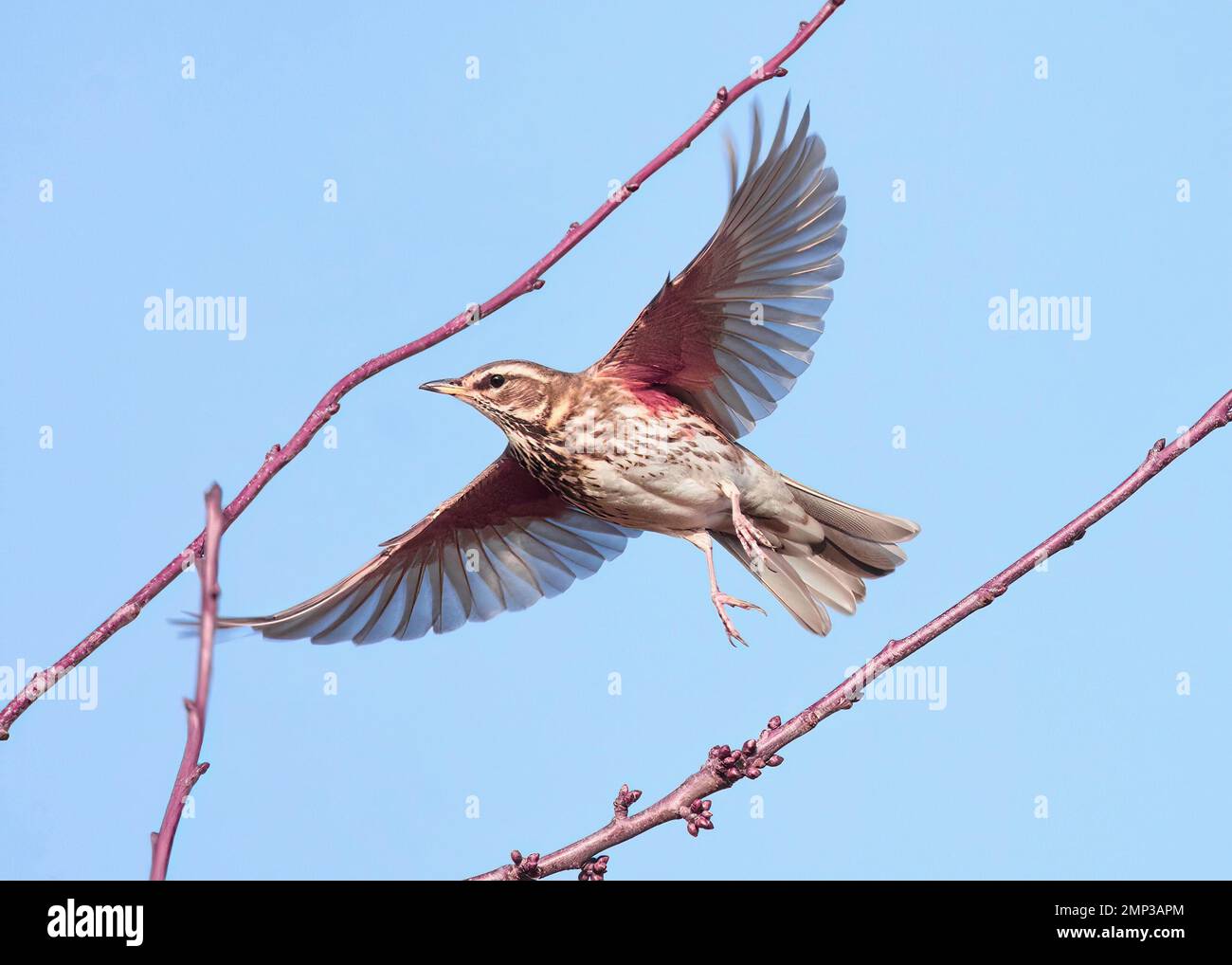 Turdus iliacus uk fly* hi-res stock photography and images - Alamy