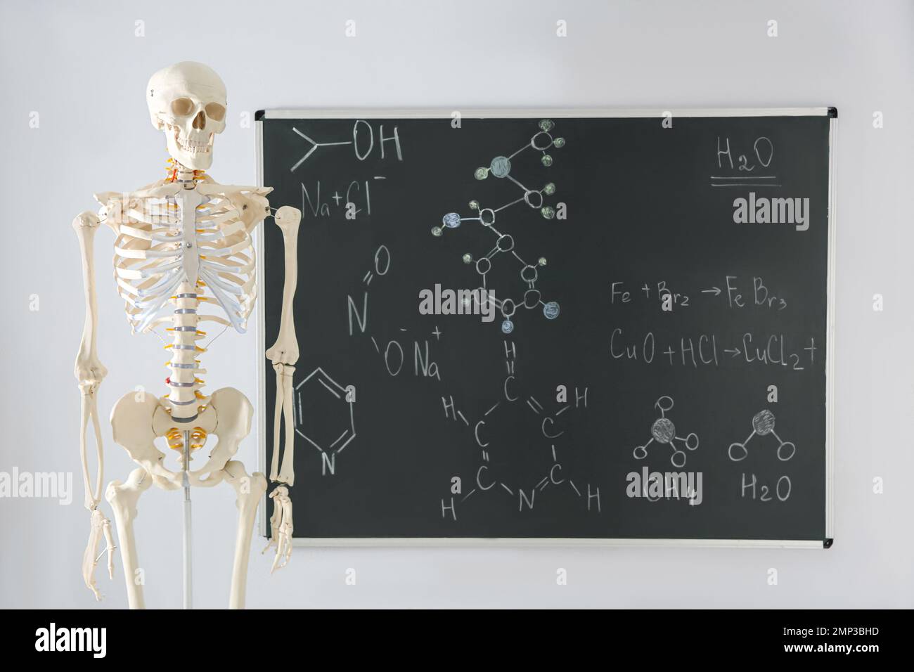 Human skeleton model near chalkboard in classroom Stock Photo - Alamy