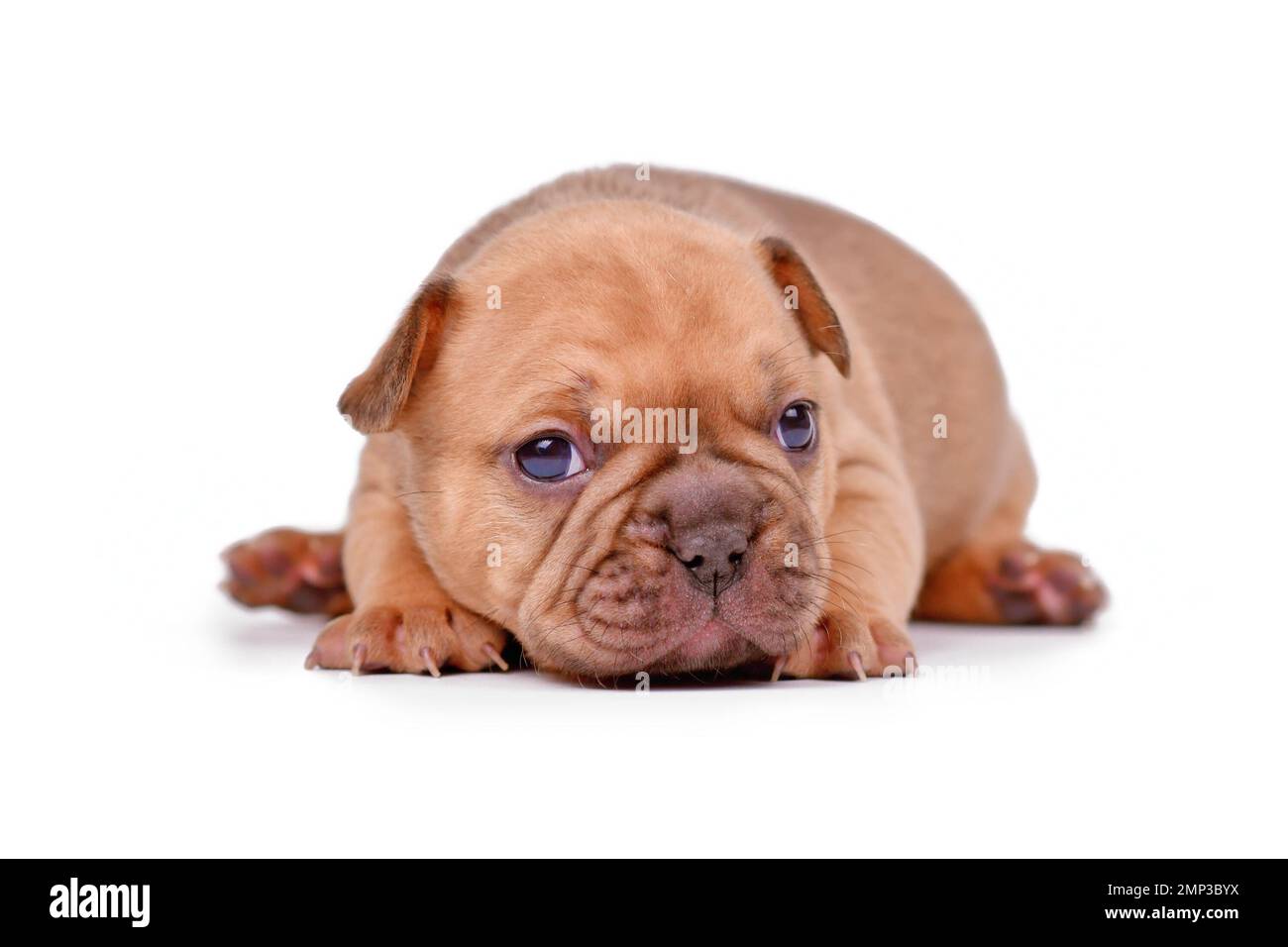 Young red fawn colored French Bulldog dog puppy on white background ...