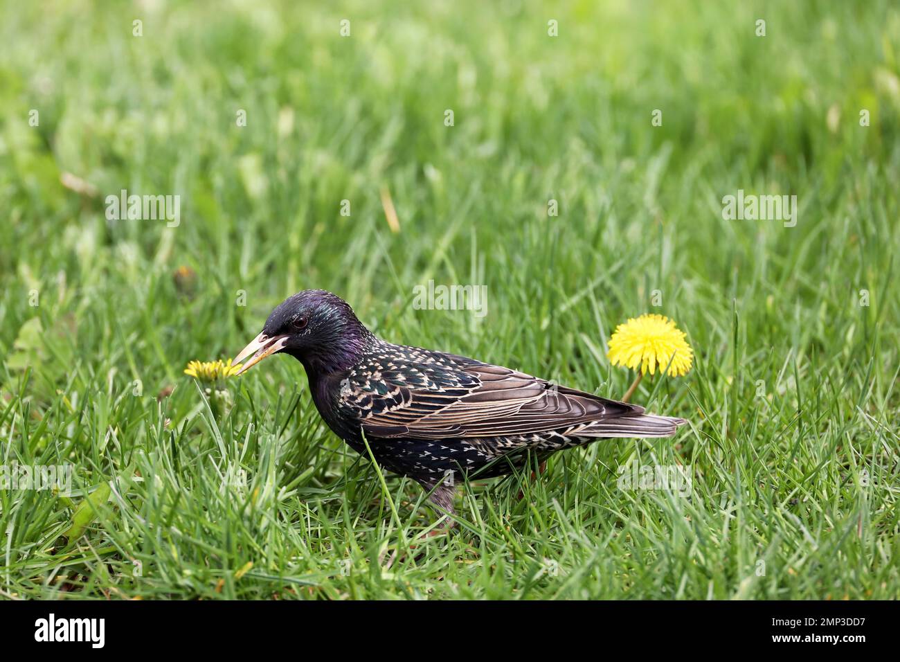 Green starling feathers hi-res stock photography and images - Alamy