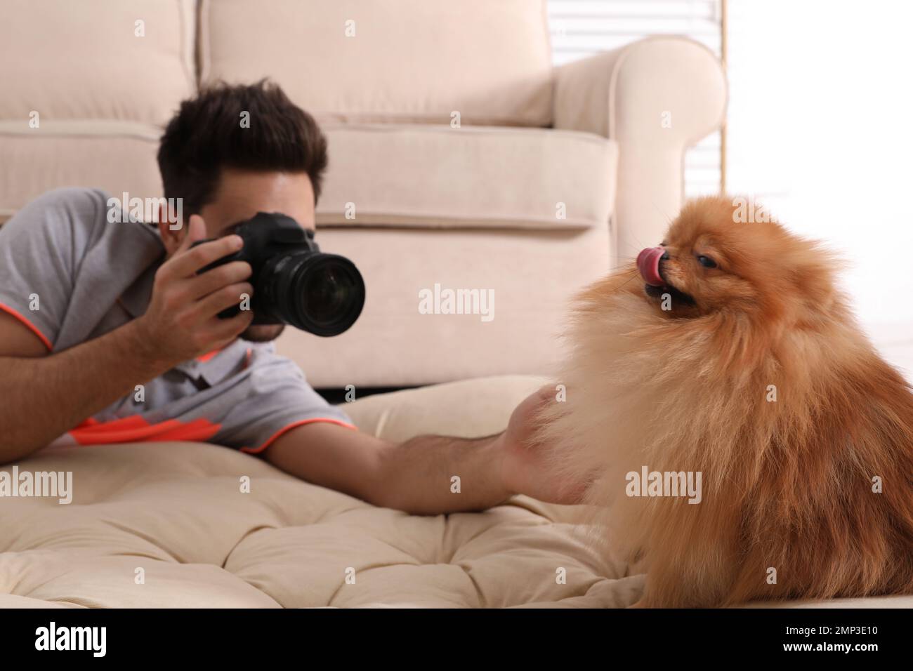 Professional animal photographer taking picture of beautiful Pomeranian ...