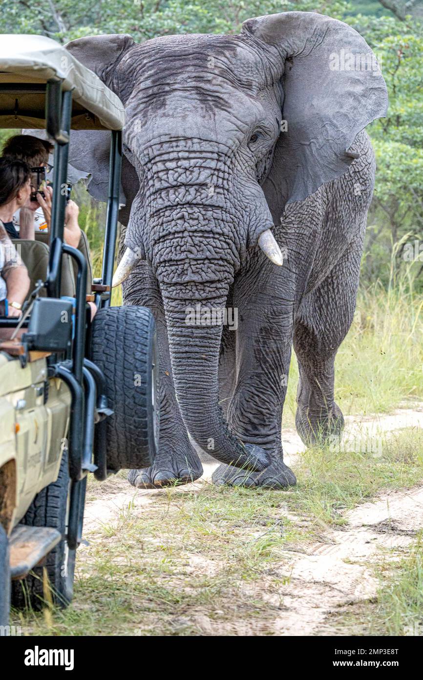 THRILLING images of a 15,000 pound bull elephant charging a vehicle ...