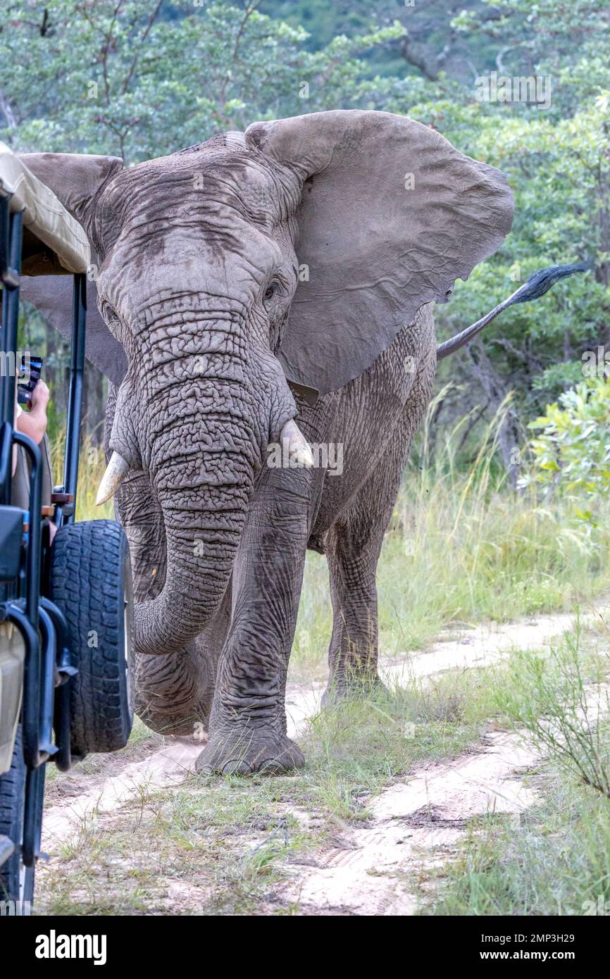THRILLING images of a 15,000 pound bull elephant charging a vehicle ...