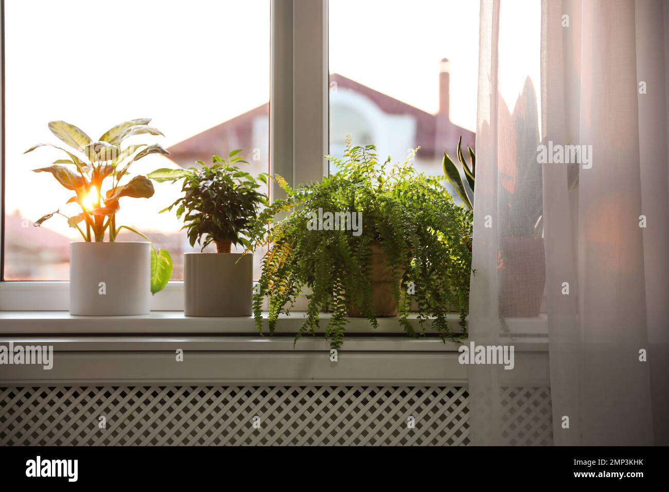 Different potted plants on window sill at home Stock Photo - Alamy