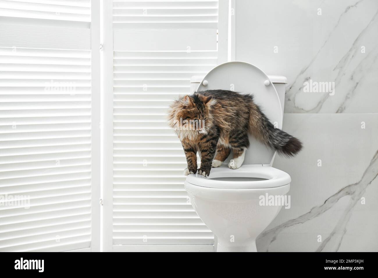 Cute cat on toilet bowl in bathroom Stock Photo - Alamy