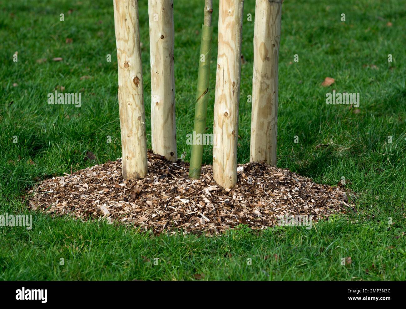 Wood chippings spread around a newly planted tree, Stratford-upon-Avon ...